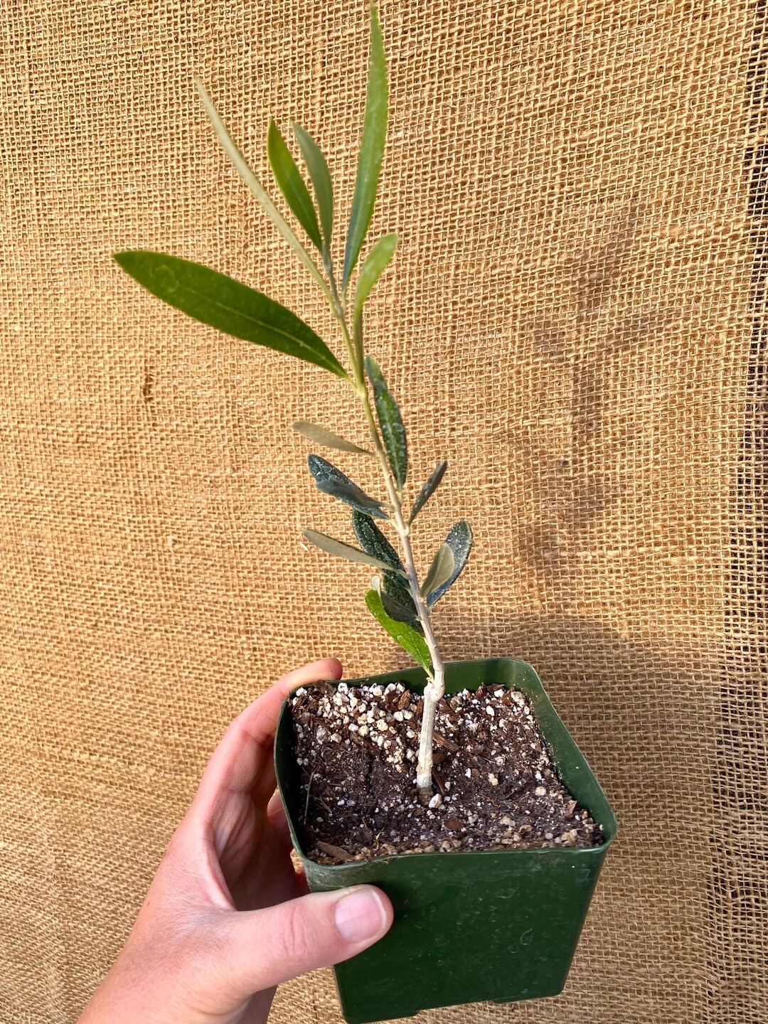 Mission Olive / 4" Olea Europaea 'mission' / Live Plant / Fruiting ...