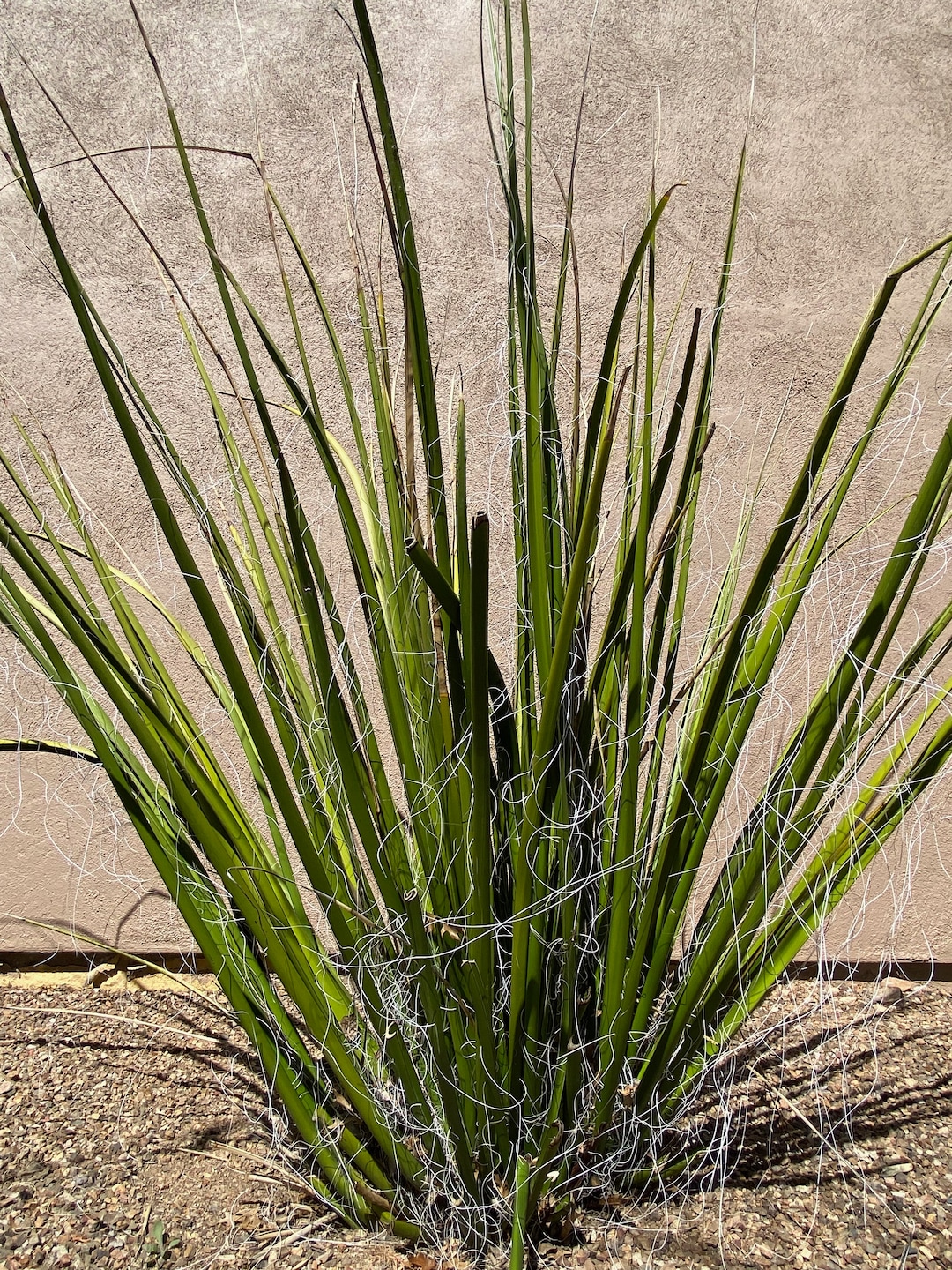 Hesperaloe Funifera (giant Desert Hesperaloe) / Live Plant - Etsy