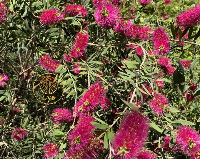 Callistemon Violaceus Violet Bottlebrush 20 Seeds - Etsy