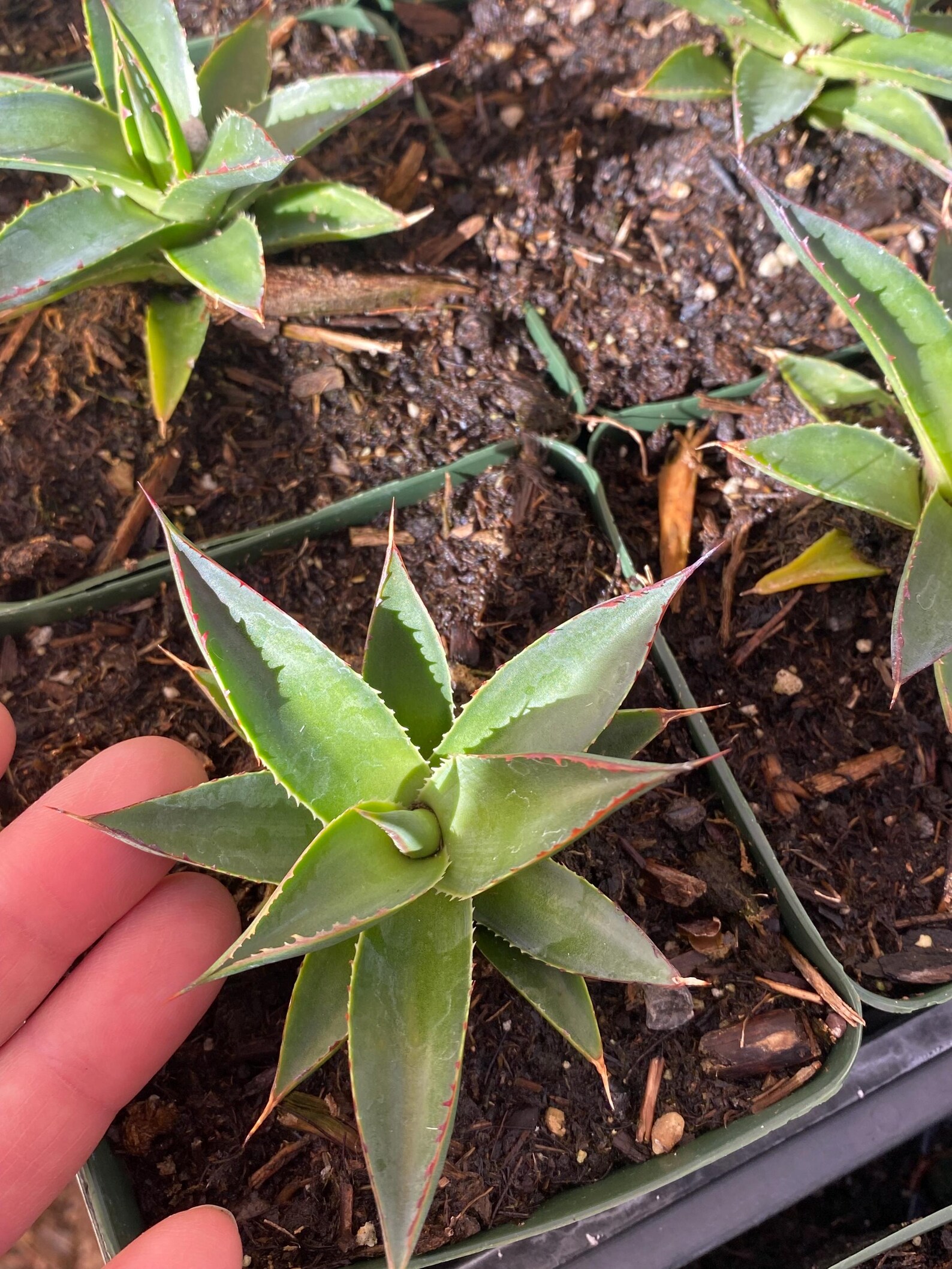 Agave 'blue Glow' / Live Plant / Succulent - Etsy