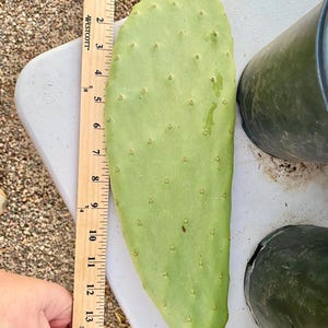 X1 or X2 Opuntia Ficus-indica 'burbank Spineless' Cactus Cuttings ...