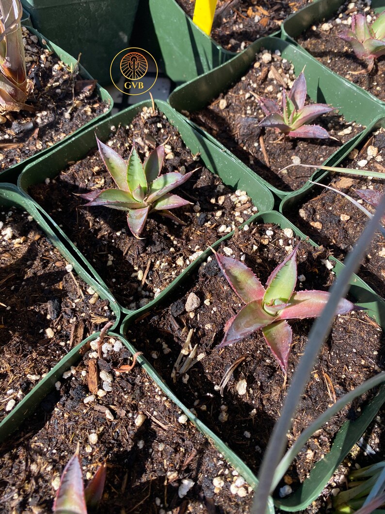 Agave 'blue Glow' / Live Plant / Succulent - Etsy