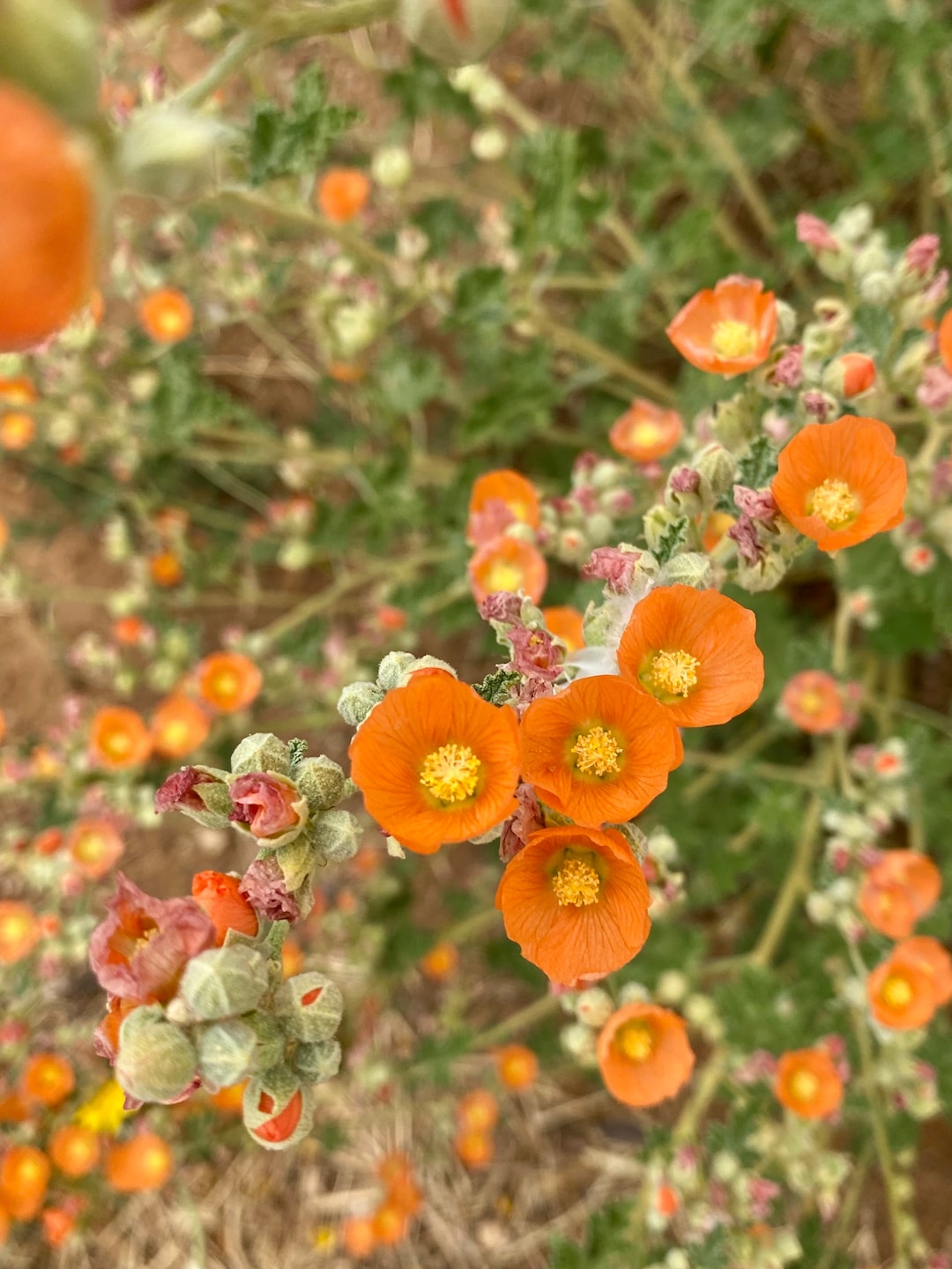4 Pack of Sphaeralcea Ambigua desert Globemallow / Live Plants ...