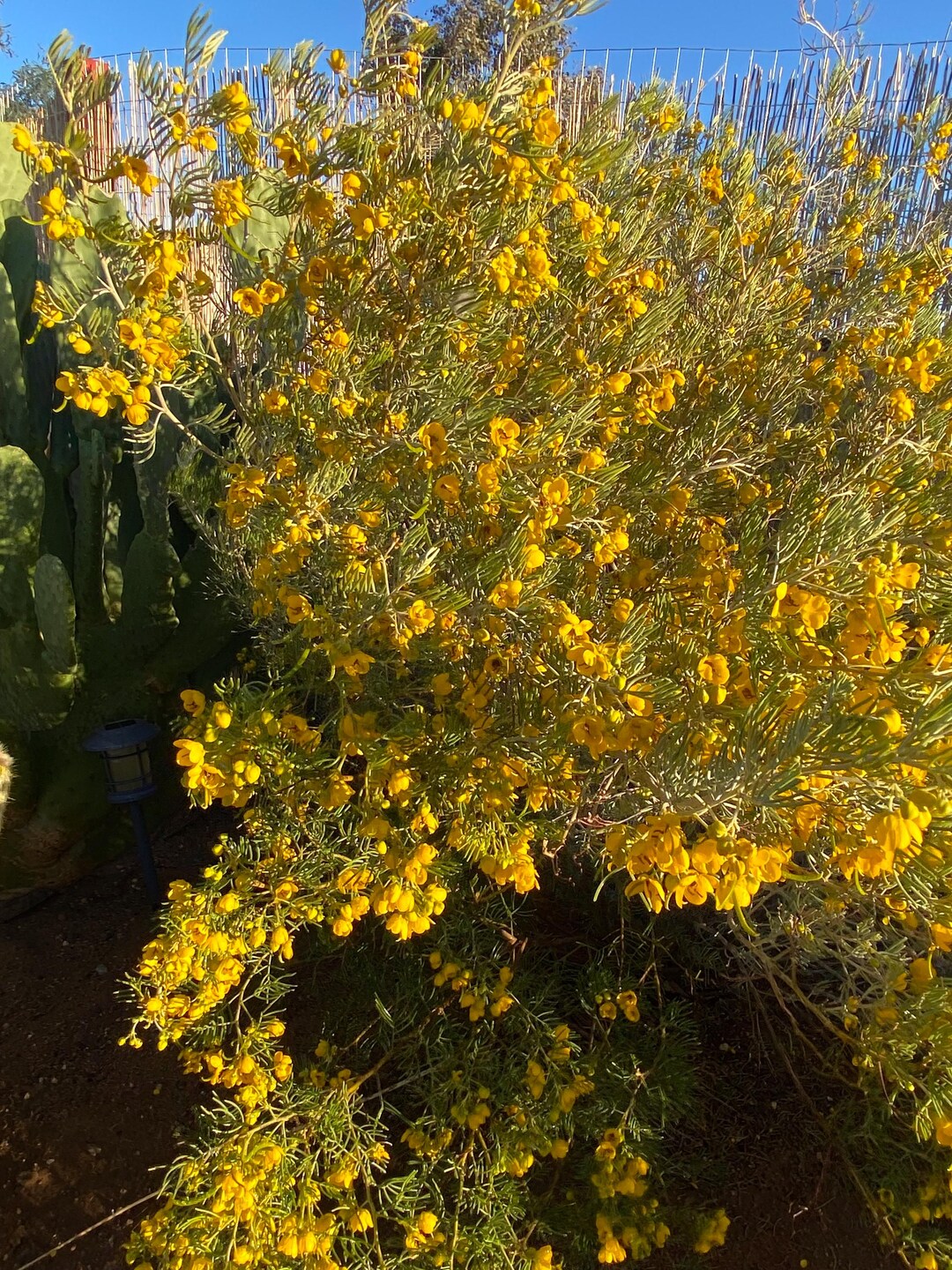 100 Feathery Cassia Seeds: Drought Tolerant Shrub, Arizona Harvested - Etsy