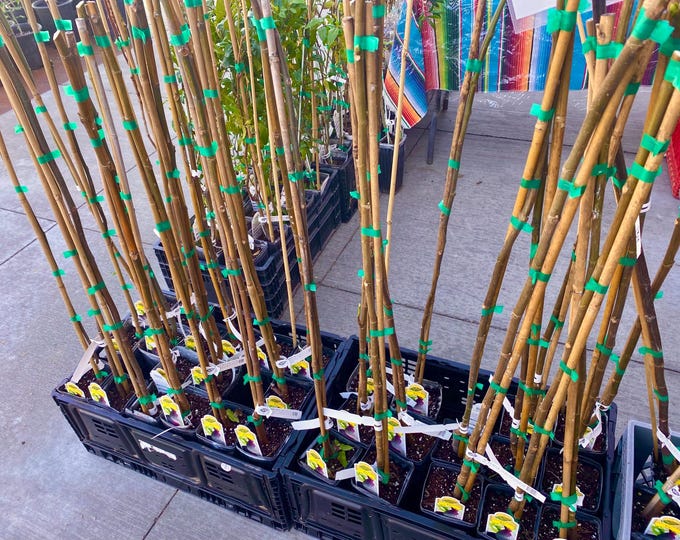 Fig 'texas Blue Giant' / Live Plant / Fruiting Fig Tree - Etsy