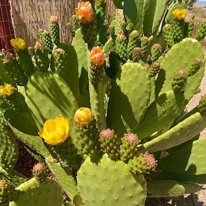 X1 or X2 Opuntia Ficus-indica 'burbank Spineless' Cactus Cuttings ...