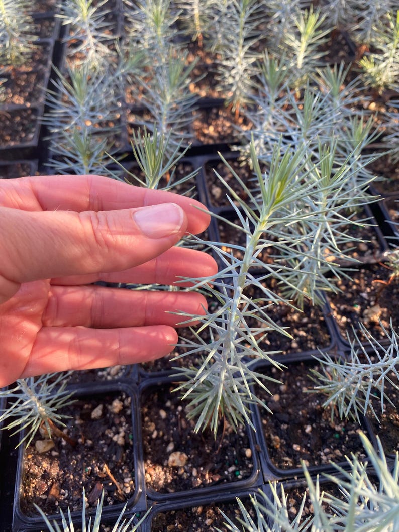 Pinyon Pine Live Plant, Pinus Edulis, 2" Pot - Etsy
