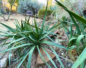 Yucca Plant Live - Etsy