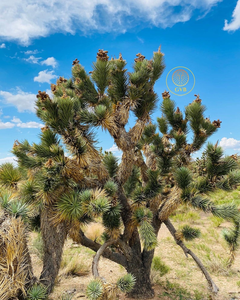 Yucca Brevifolia (joshua Tree ) / Live 2" Starter Plant / Mojave Desert ...