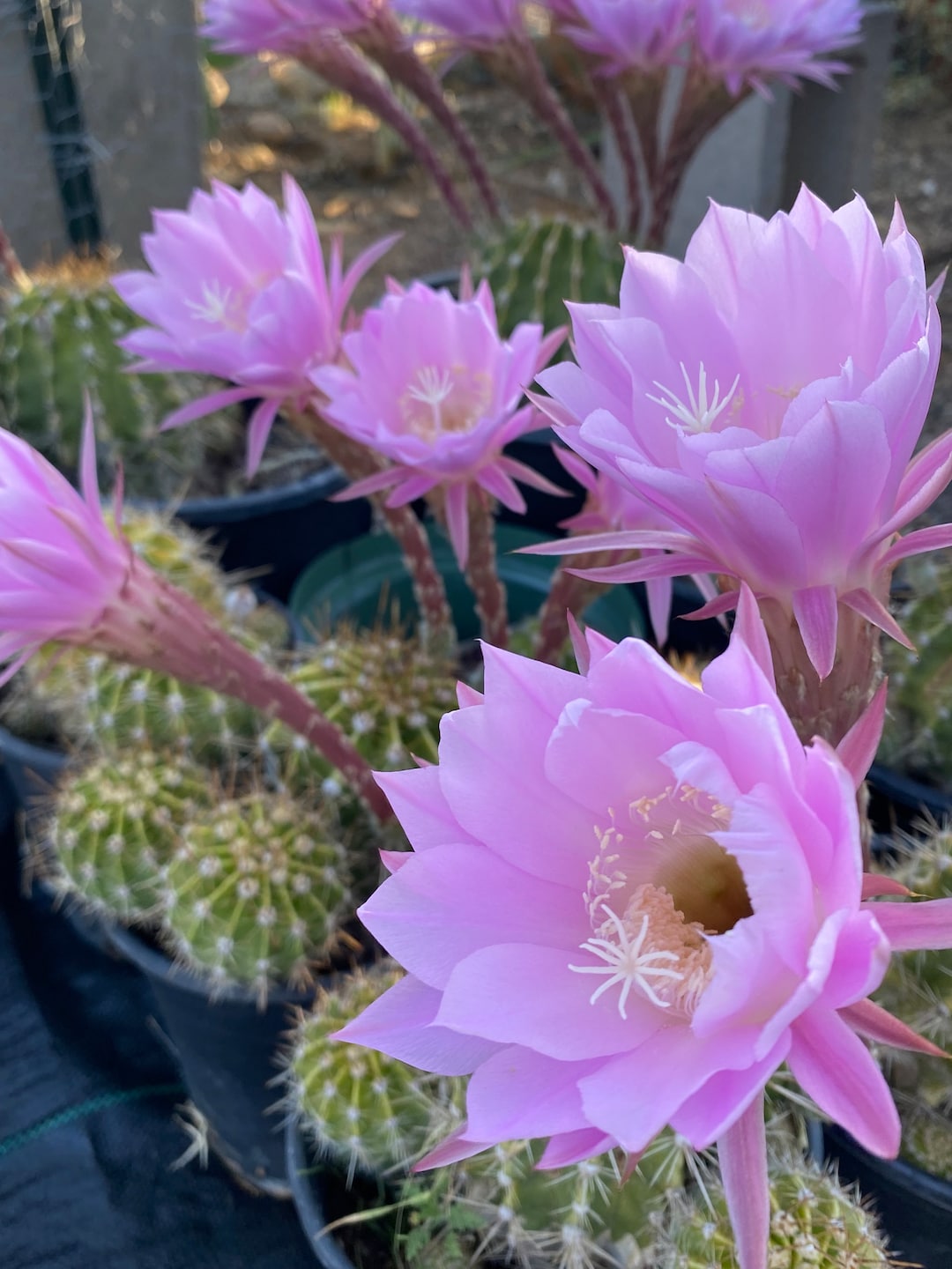 Echinopsis Oxygona ( Easter Lily Cactus ) / 4" Live Plant / Cactus ...