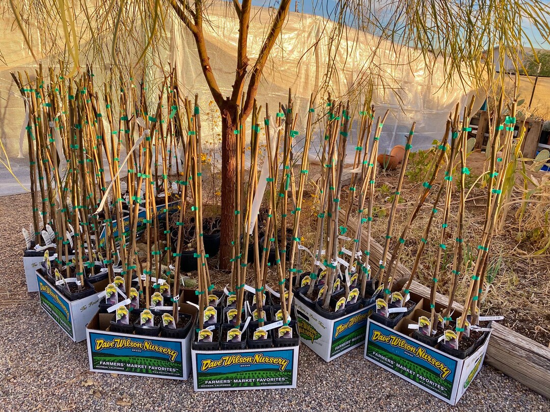 Fig 'panache Tiger' / Live Plant / Fruiting Fig Tree - Etsy