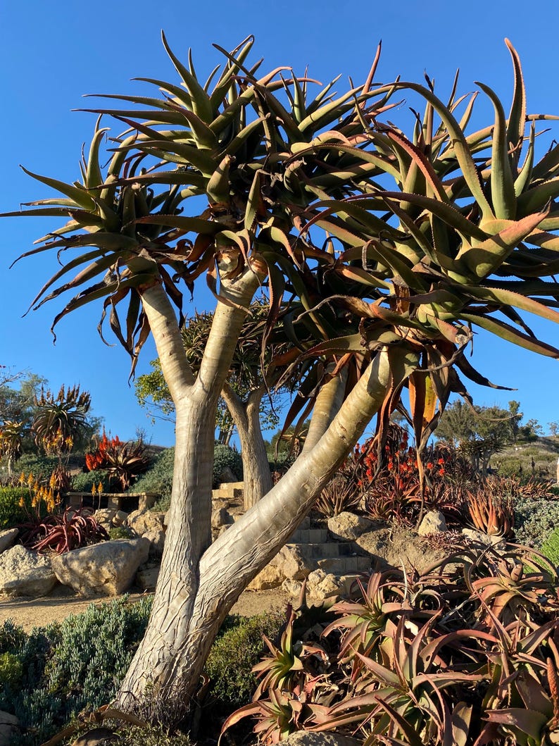 Two Hercules Aloe Tree Plants (aloidendron ‘hercules’) – Live 4 ...