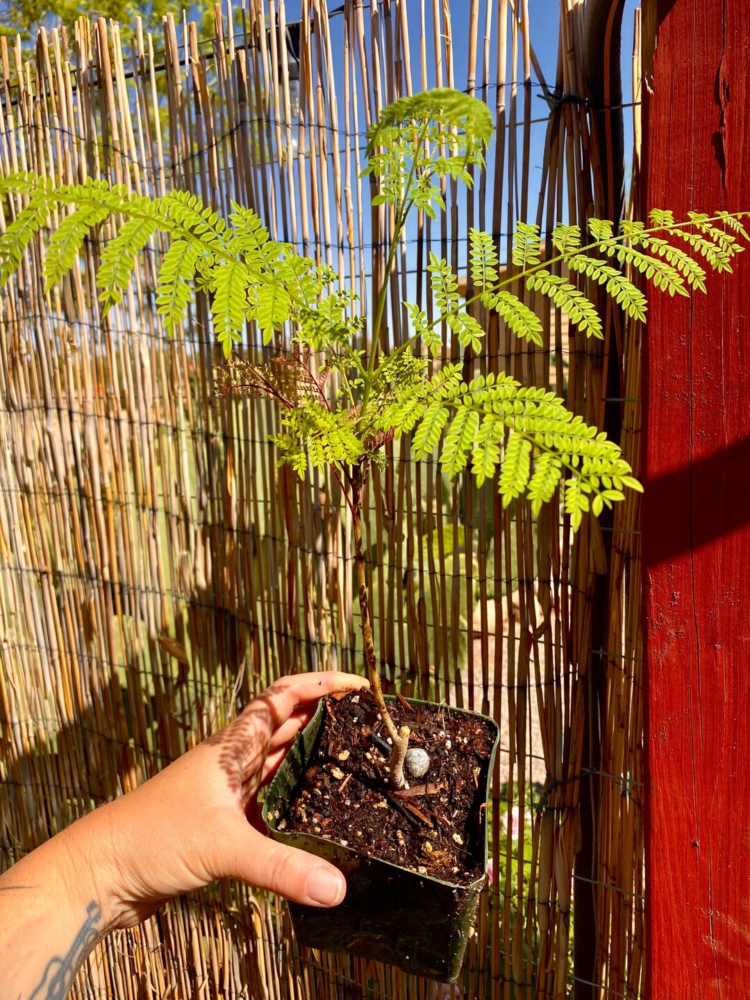 Jacaranda Mimosifolia Tree / 4" Pots / Live Plant - Etsy