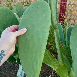 X1 or X2 Opuntia Ficus-indica 'burbank Spineless' Cactus Cuttings ...