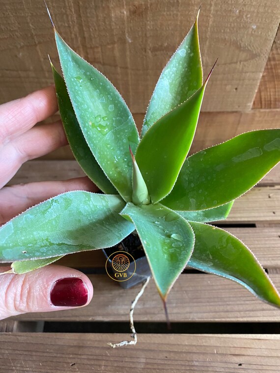 Agave 'blue Flame' / Live Plant / Succulent - Etsy
