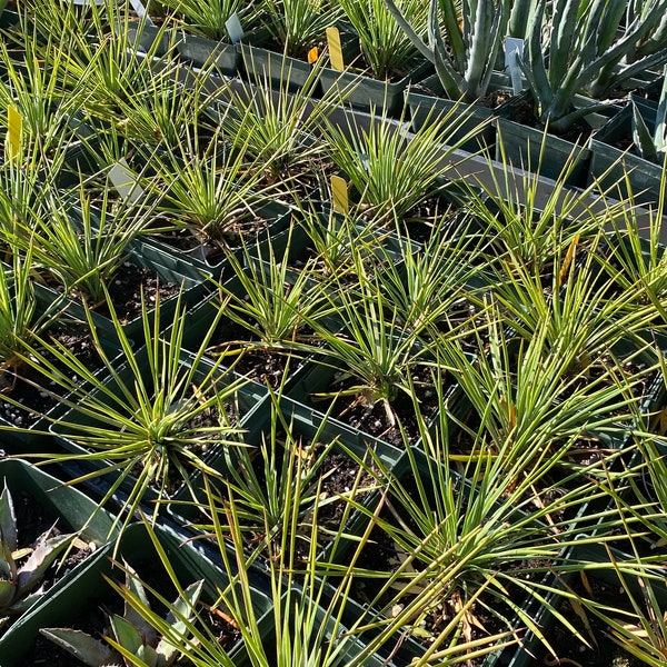 Yucca Plant Live - Etsy
