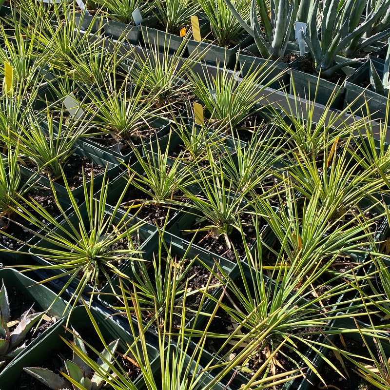 Yucca Plant Live - Etsy