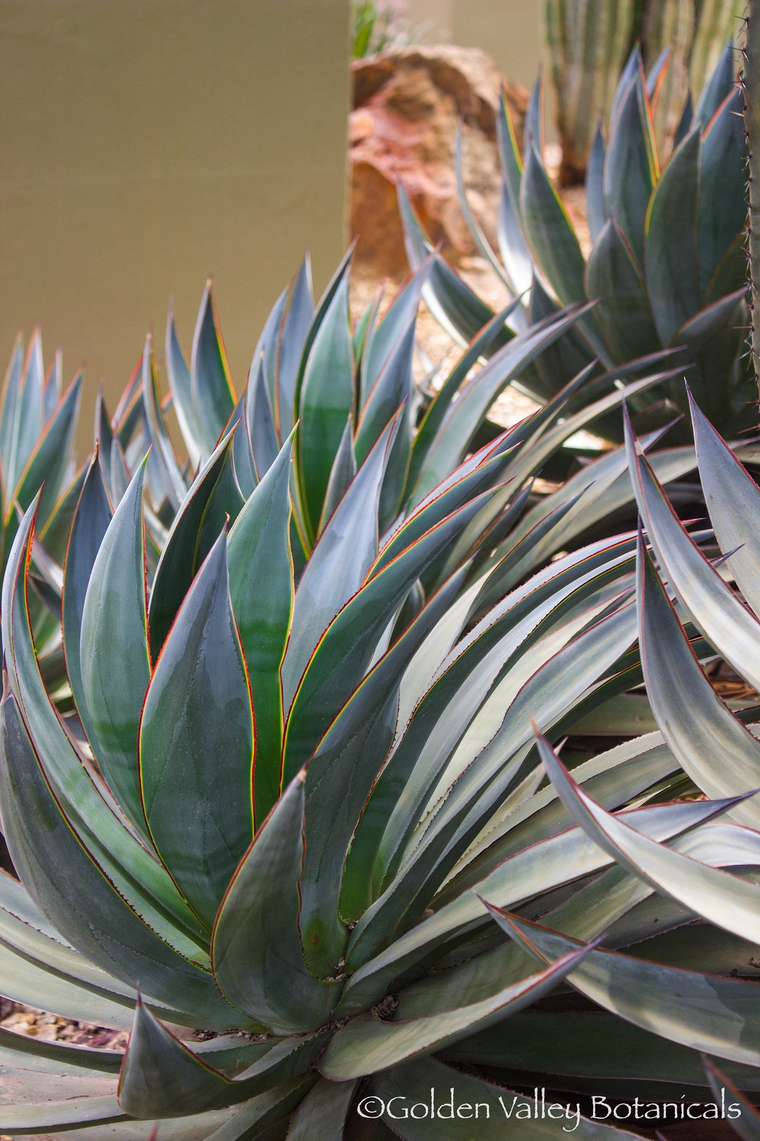 Agave 'blue Glow' / Live Plant / Succulent - Etsy
