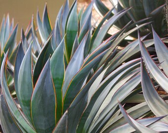 BLUE AGAVE PUPS Super Blue Agave Americana Live Agave Plant Blue ...