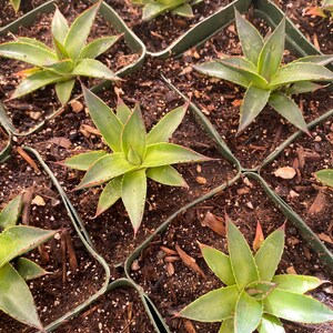 Agave 'blue Glow' / Live Plant / Succulent - Etsy