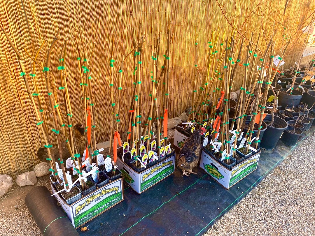 Fig 'panache Tiger' / Live Plant / Fruiting Fig Tree - Etsy