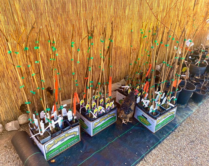 Fig 'panache Tiger' / Live Plant / Fruiting Fig Tree - Etsy