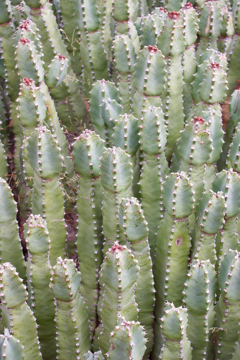 Euphorbia Resinifera / Live Plant / Moroccan Mound / 6" / Succulent - Etsy