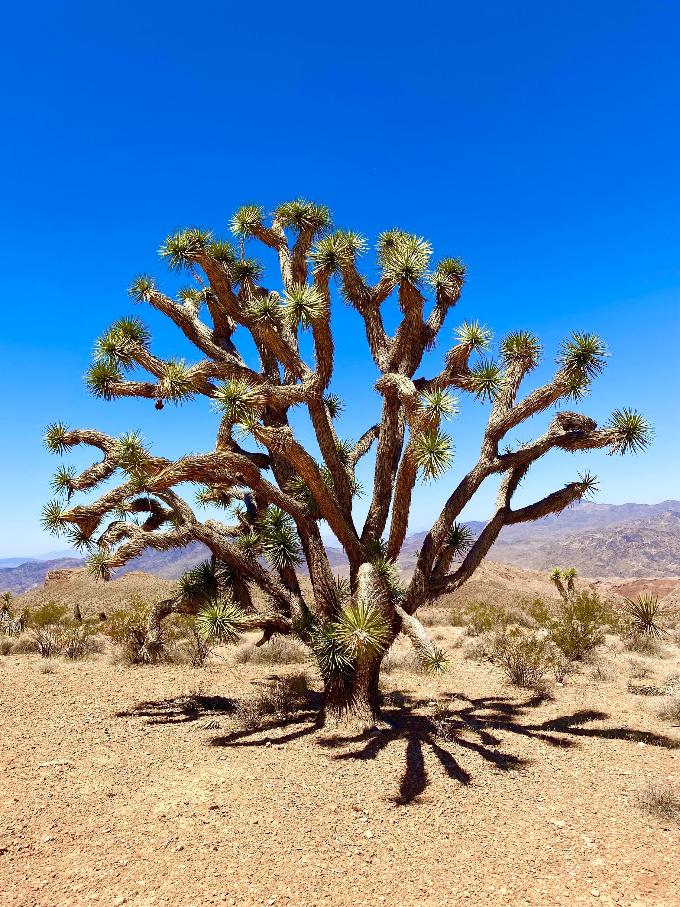 Yucca Brevifolia (joshua Tree ) / Live 2" Starter Plant / Mojave Desert ...