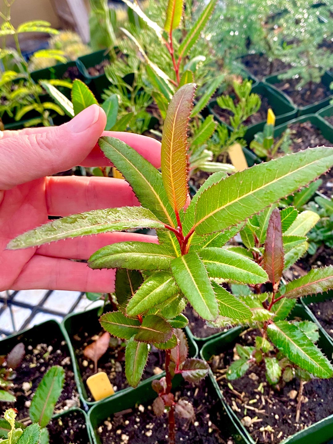 Vauquelinia Californica (arizona Rosewood ) / Live Plant / 4" Pots - Etsy