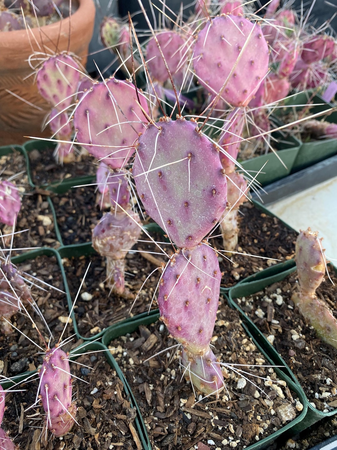 Opuntia Violacea 'santa Rita' Cactus / 4" / Live Plant / Santa Rita ...