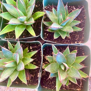Agave 'blue Glow' / Live Plant / Succulent - Etsy