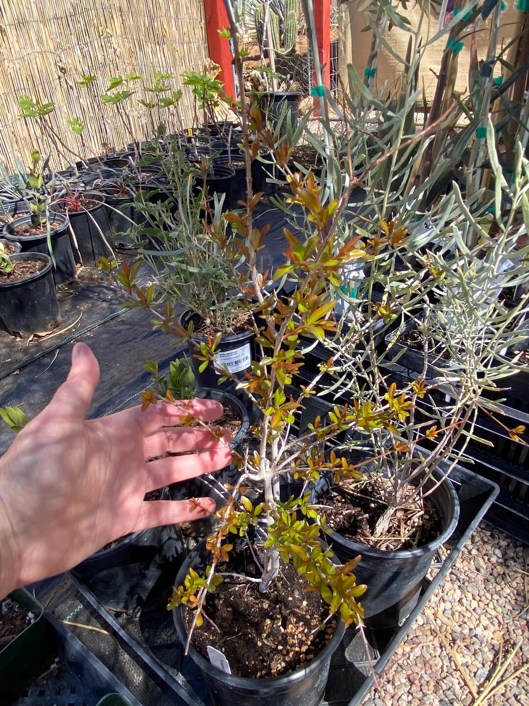 Punica Granatum 'salavatski' (pomegranate 'salavatski') / Live Plant ...