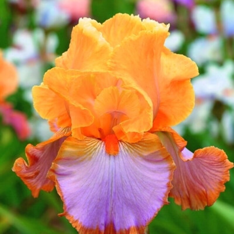 Peach Iris - Etsy
