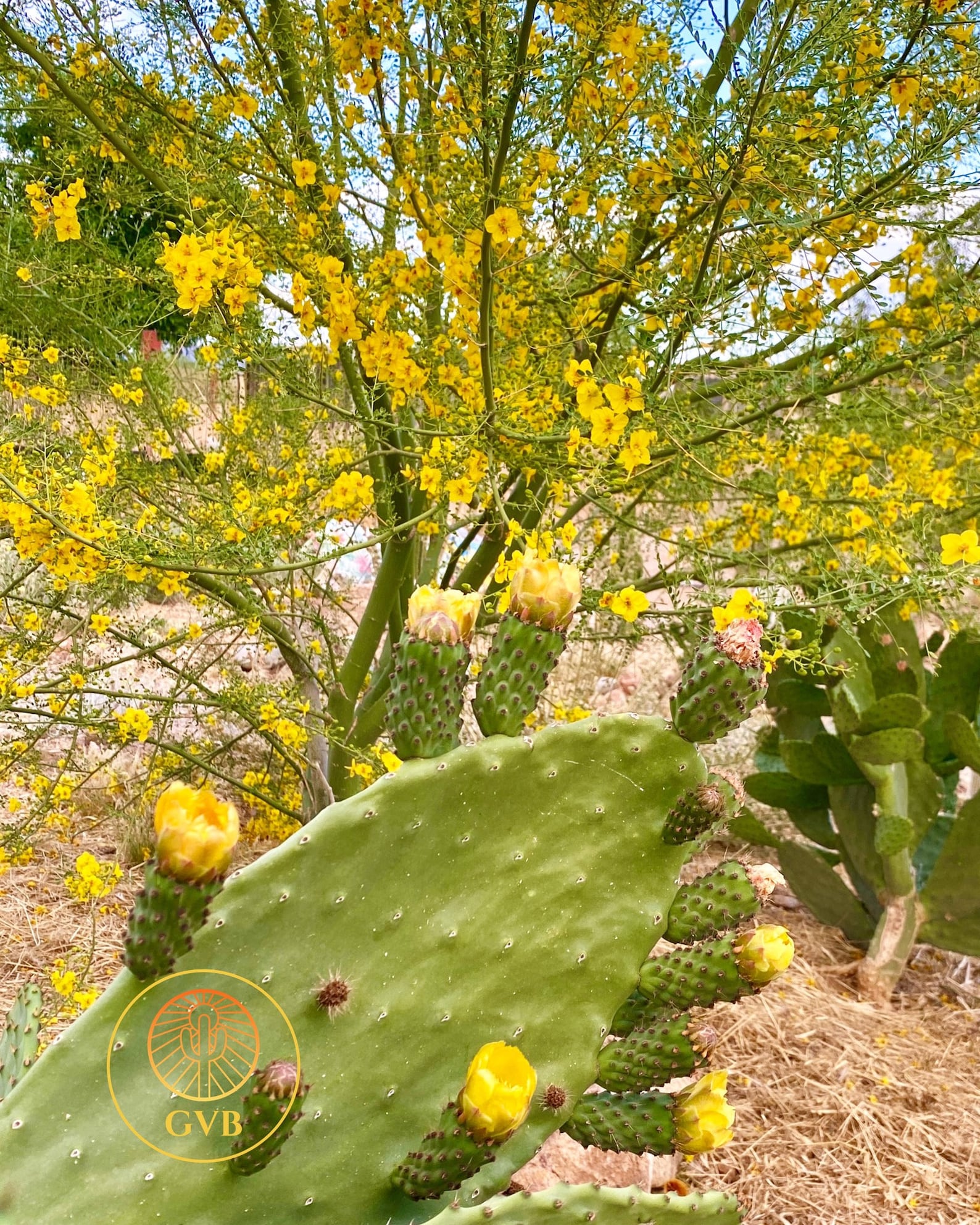 Opuntia Ficus-indica 'burbank Spineless' Cactus / 1 Gallon / Live Plant ...