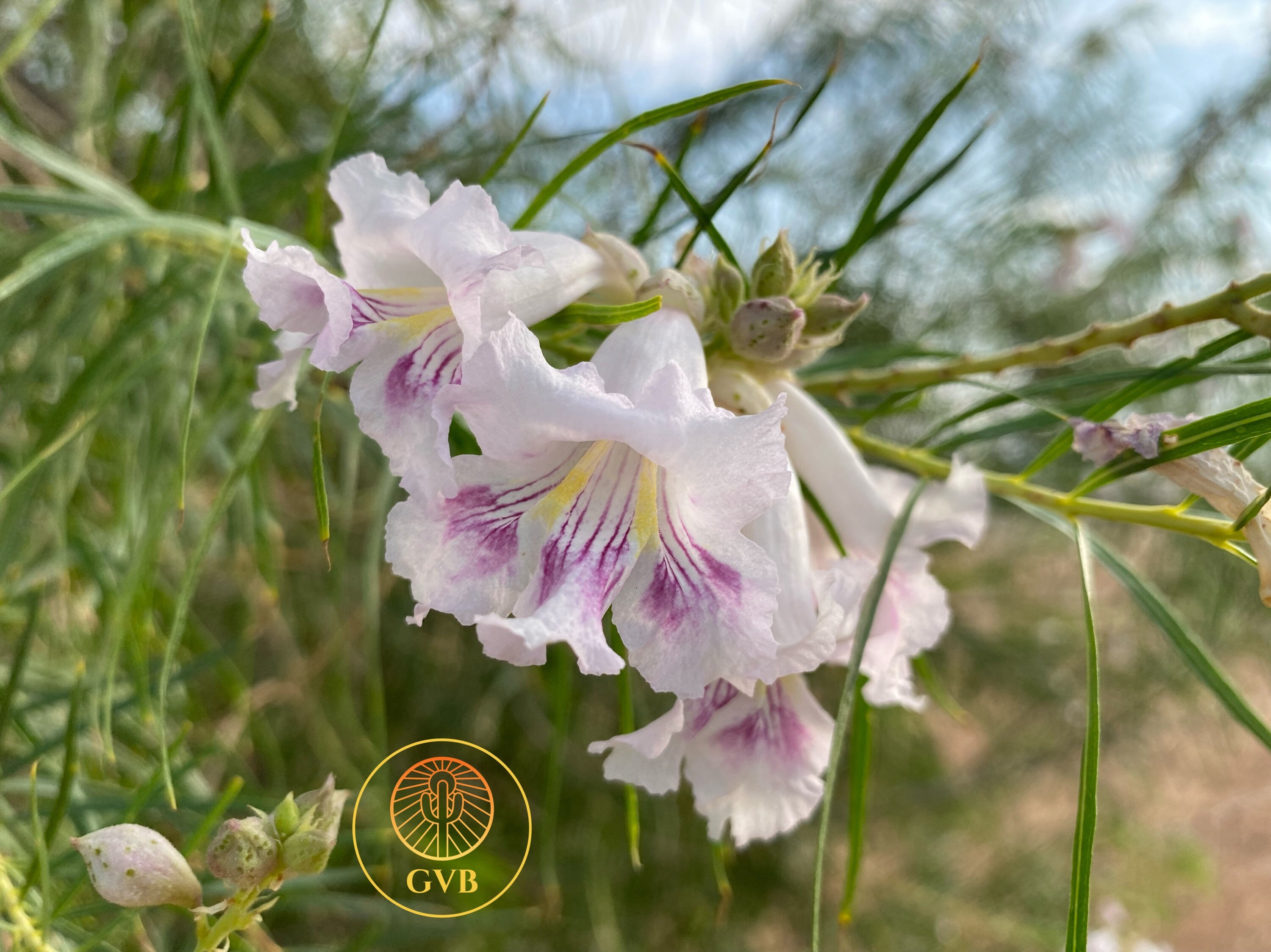 Chilopsis Linearis Seed