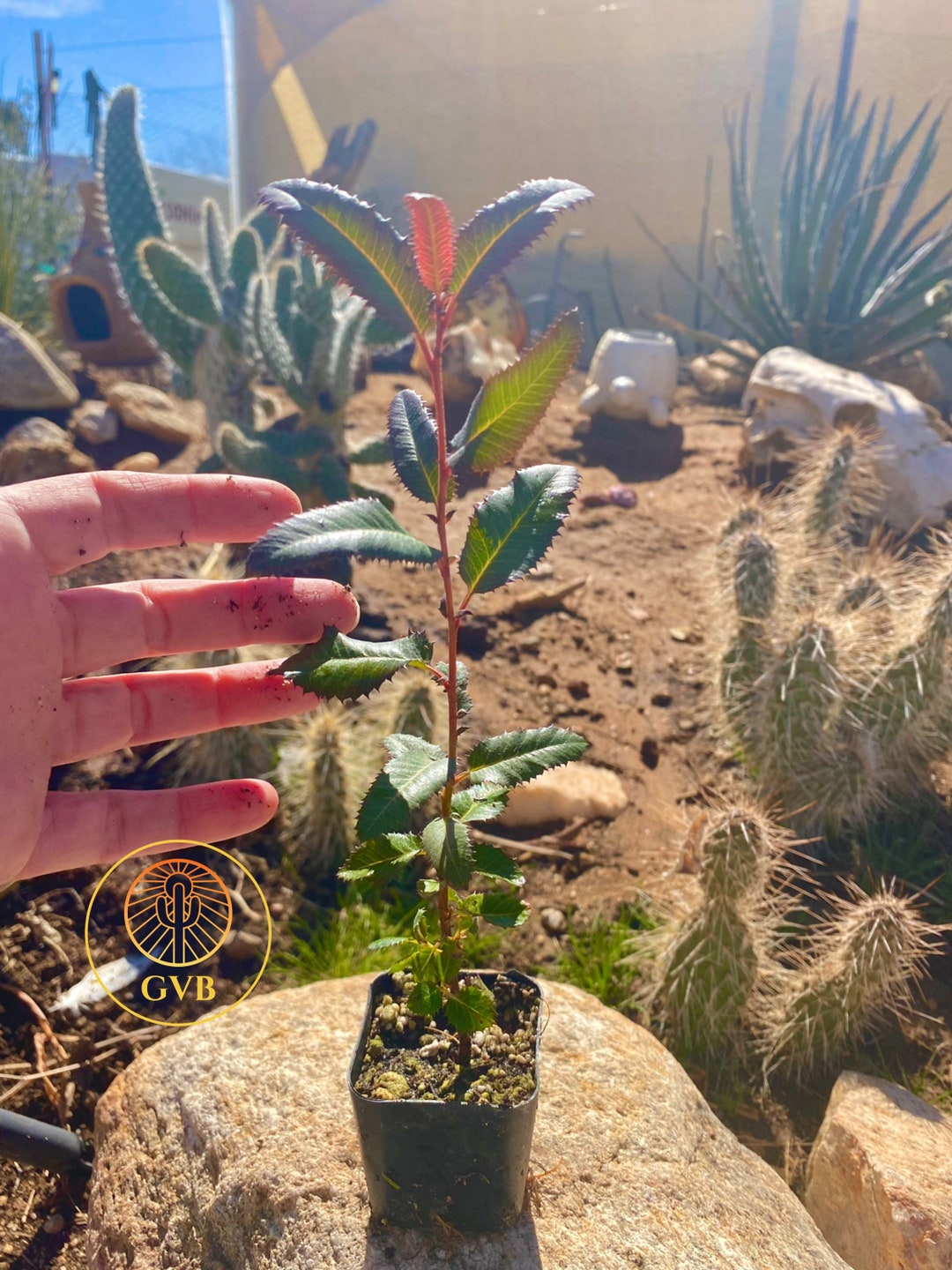 Vauquelinia Californica arizona Rosewood / Live Plant - Etsy