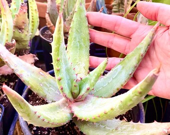 Aloe Ferox (cape Aloe) - Etsy