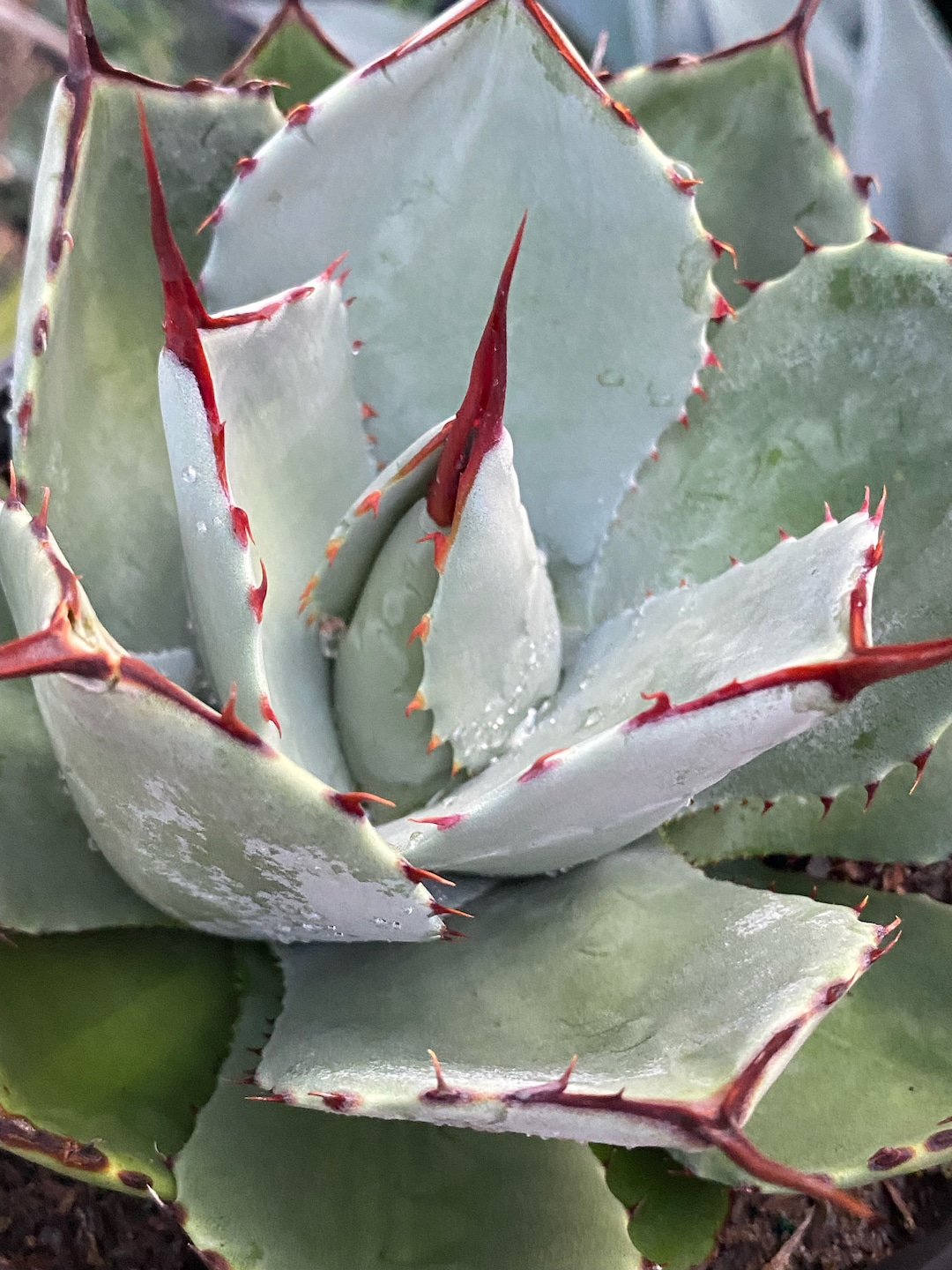Agave Parryi Var. Truncata (artichoke Agave) / 1 Gallon / Live Plant ...