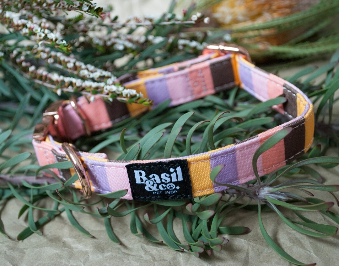 Striped Colorful Dog Collar - Stripy Coloured Pattern Dog Collar - Rose ...