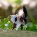 SURPRISE FUNNY FERAL! One Posable Chenille Stem, Pipe Cleaner Kitty Cat ...