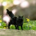 SURPRISE FUNNY FERAL! One Posable Chenille Stem, Pipe Cleaner Kitty Cat ...