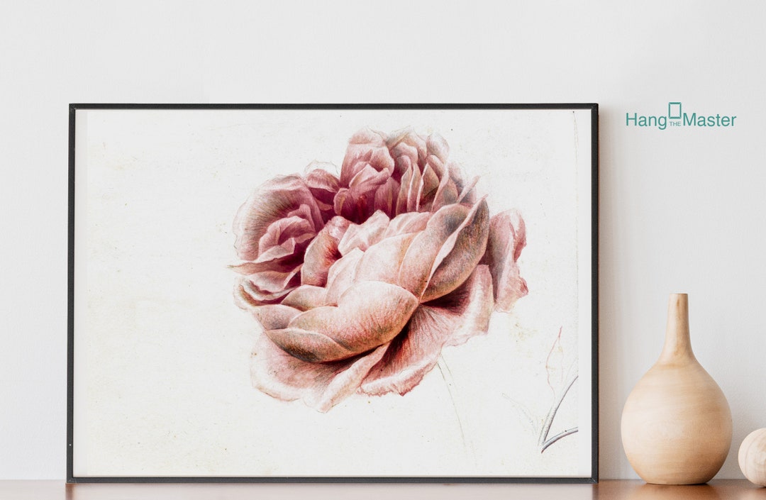 Vintage Rose Flower Drawing Poster Rose Illustration Romantic - Etsy