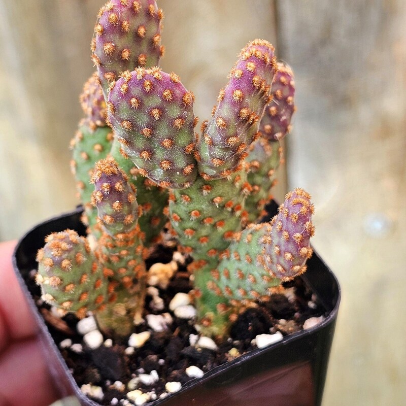 Miniature Cactus - Etsy