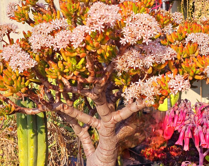 Crassula Ovata Gollum Tree 10 Years Old Jade Plant Coral or Skinny ...