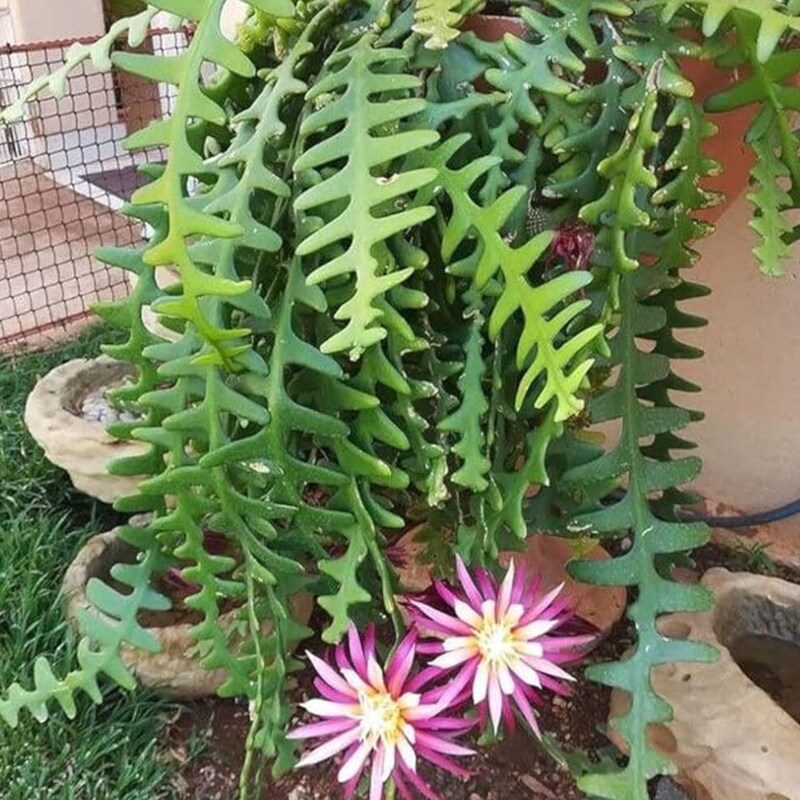 Ric Rac Cactus - Etsy