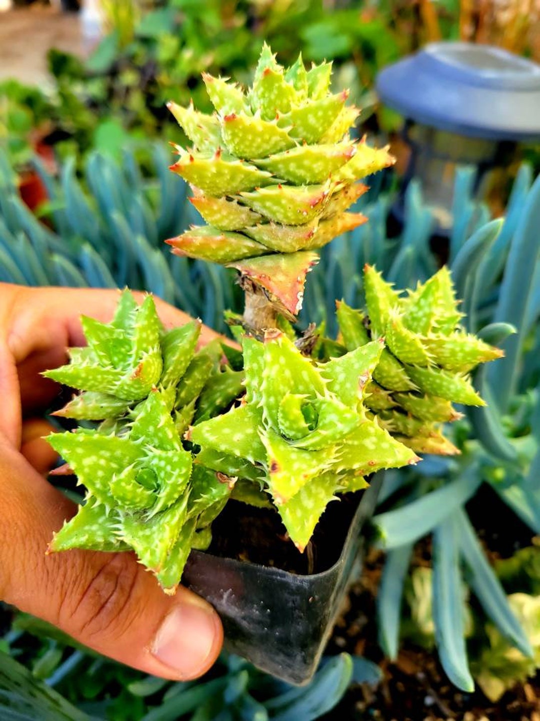 2 Pot Aloe Juvenna Tiger Tooth Aloe Small Aloe, Dwarf Aloe. Succulent ...