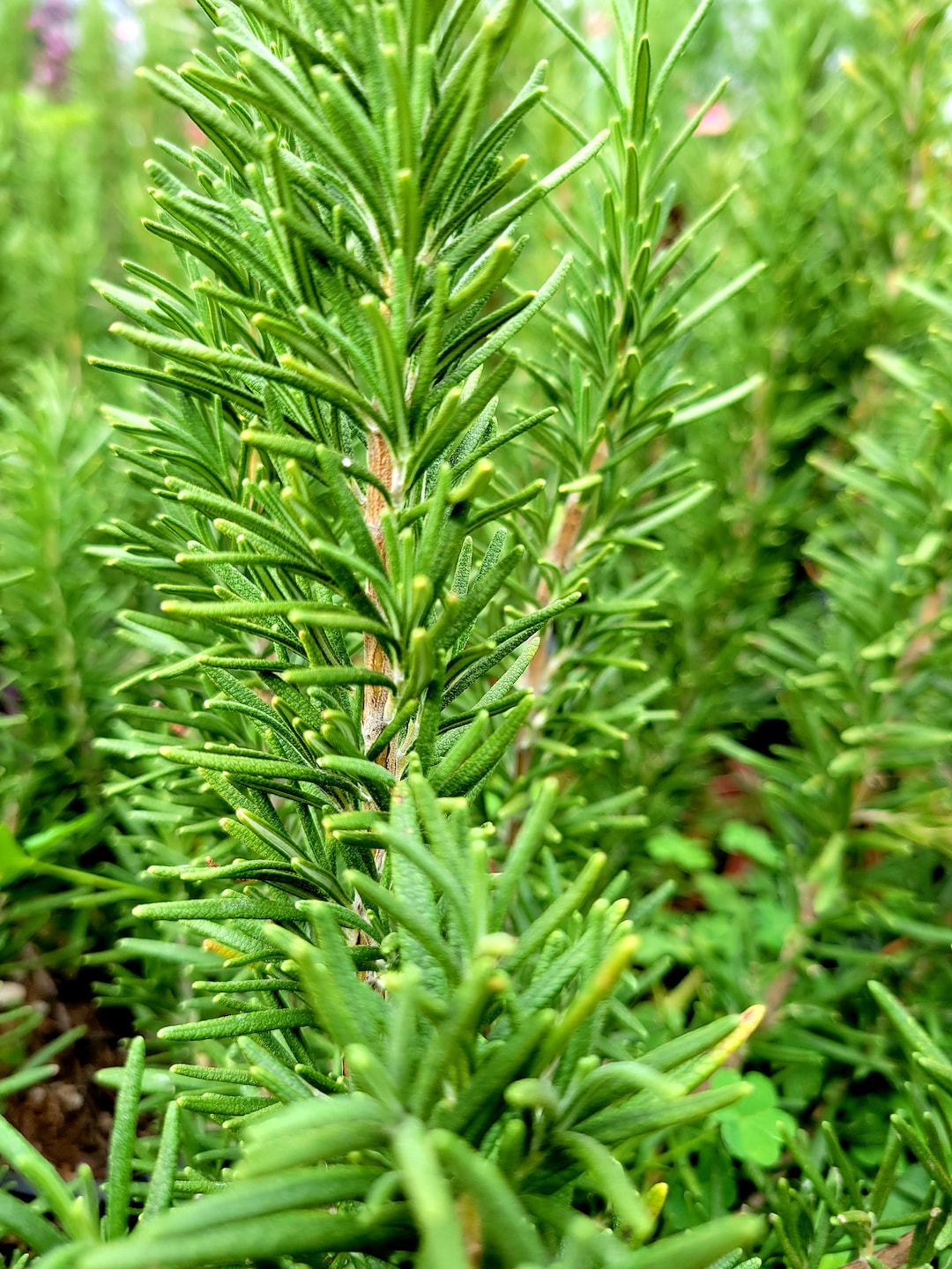 Fresh Organic Rosemary Herb Plant - 1 Gallon Size - Etsy