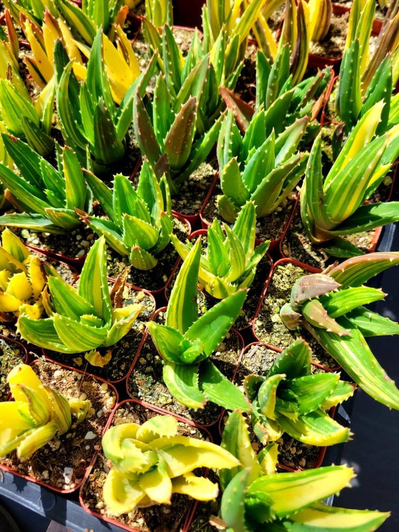 Aloe Nobilis Variegated Aloe Variegated aloe variegata Rare | Etsy