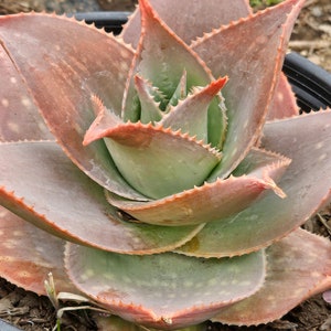 Aloe Ghost - Aloe Striata Hybrid 'ghost Aloe' Beautiful Real Aloe Plant ...