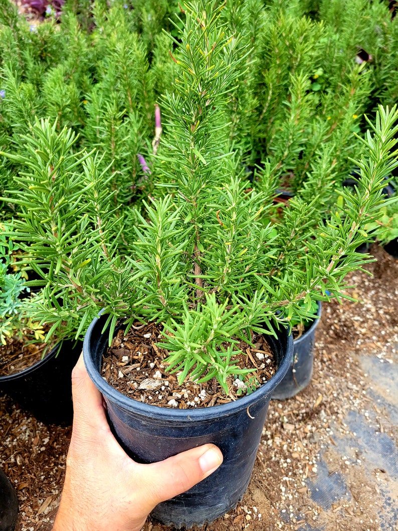 Fresh Organic Rosemary Herb Plant - 1 Gallon Size - Etsy